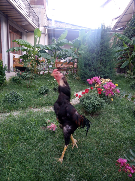 Корейский байцовский петух