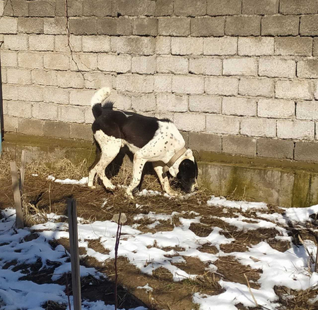 Alabay sotiladi yahshi qaralgan baquvat urishtirmaganman lekin kaytmid