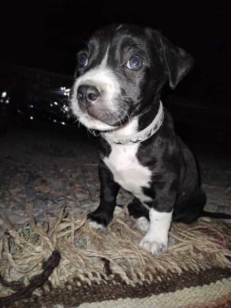 It sotiladi pit bull