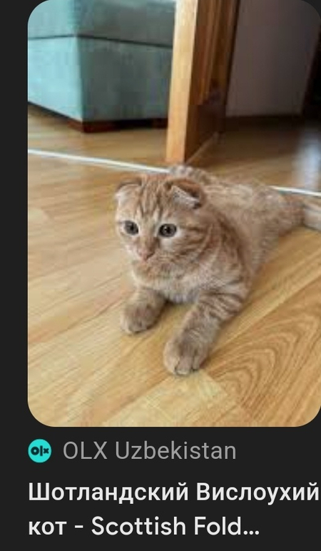 Шотландский вислоухий кот