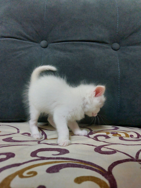 Продается котенок