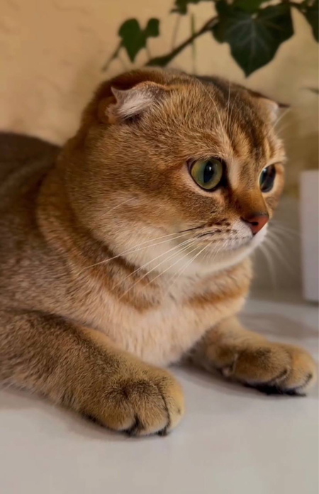 Продается кот скоттиш фолд