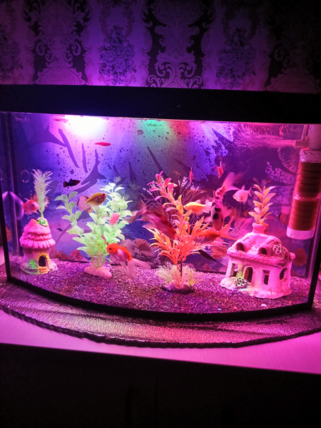 Akuvarium 70 litr