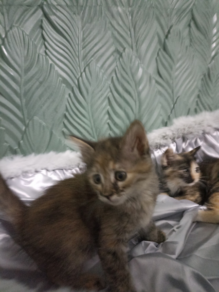 Котенок 1,5 месяц