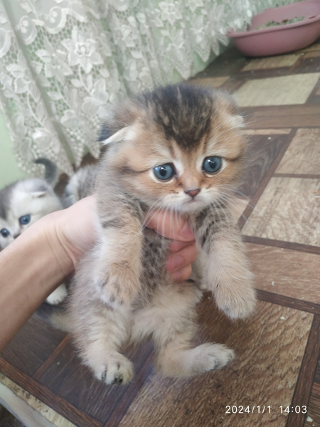 Scottish fold (1.5 месяца)