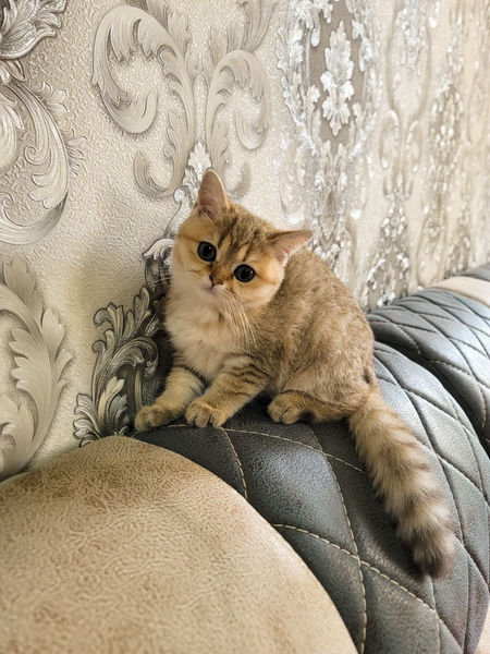 Британская Золотая Шиншилла