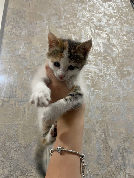 Отдам в добрые руки котёнка, девочку, возраст около 2 месяцев
