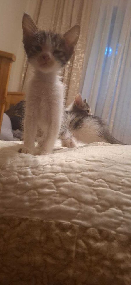 Котята домашние - бесплатно