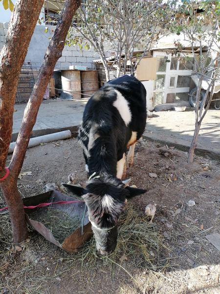 1.5 yoshli buqacha boqiladigon