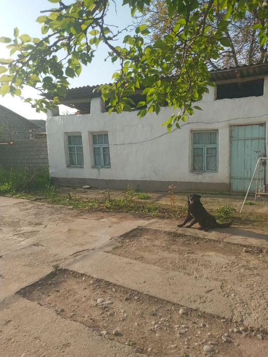 Ортачиршик туман Саид ауыл МФИ