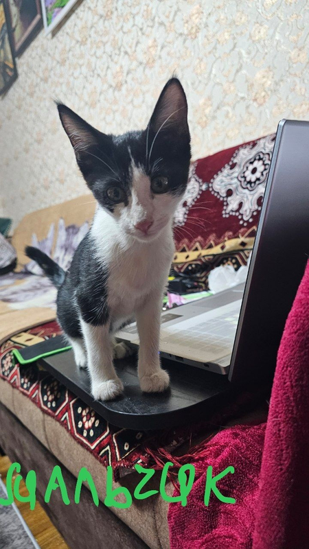 Котята в добрые руки