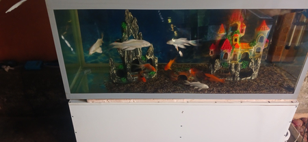 400 litrlik Akvarium Padstavkasi bilan komp