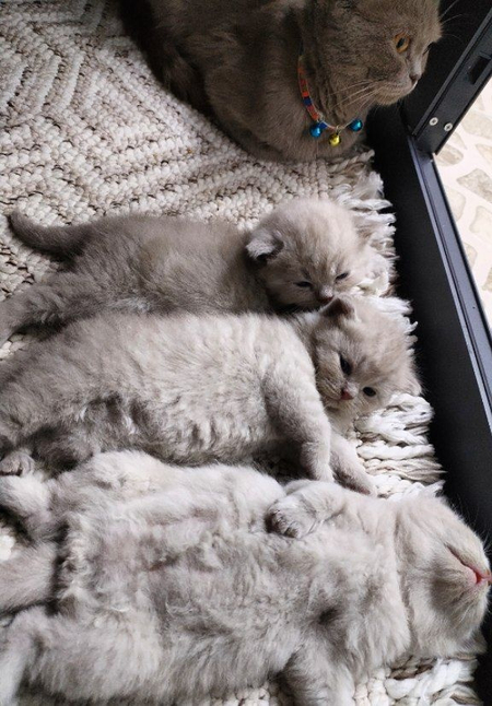 Котята Скоттиш 1.5 мес!