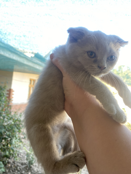 Продаются котята Фолд-девочки