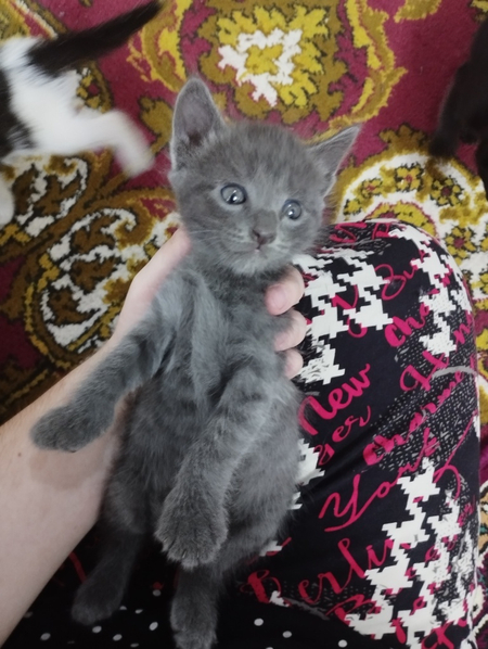 Hadiya mushuk,котяты  отдам даром
