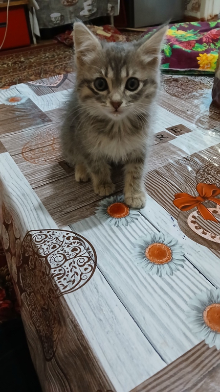 Mushukcha sotiladi