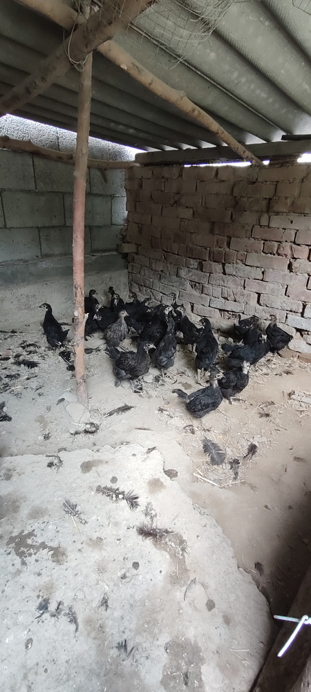 Уй кора товук жужалар сотилади