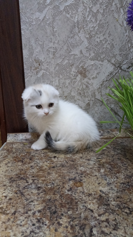 Продаётся котёнок скоттиш фолд