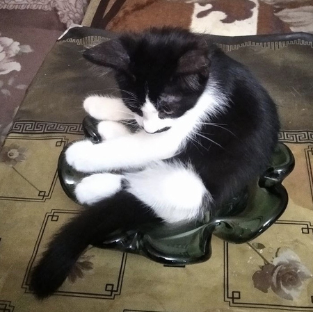 Котята два с половиной месяца.Игривые,к лотку приучены.