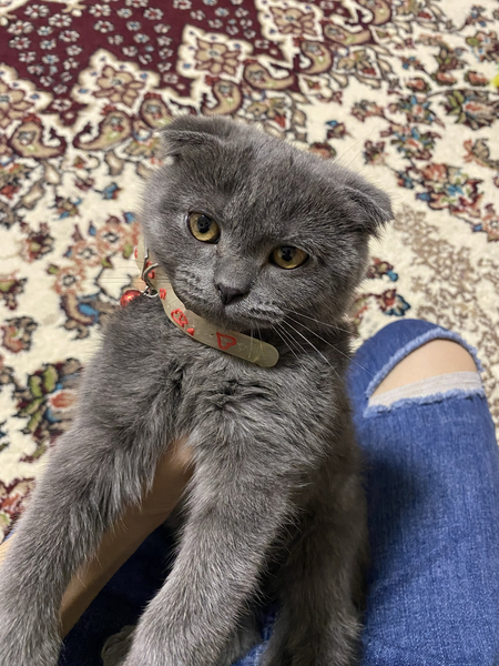 Скоттш страйт