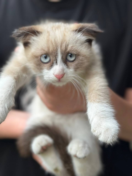 Кот Регдолл 3 месяцев