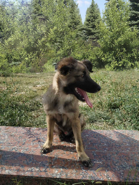 Отдам мальчика в хорошие руки