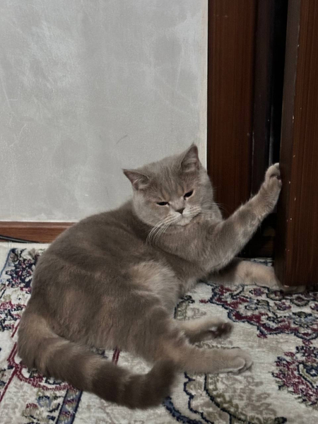 Кошка и котенок мальчик и девочка