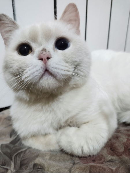 Продаётся кот (мальчик)
