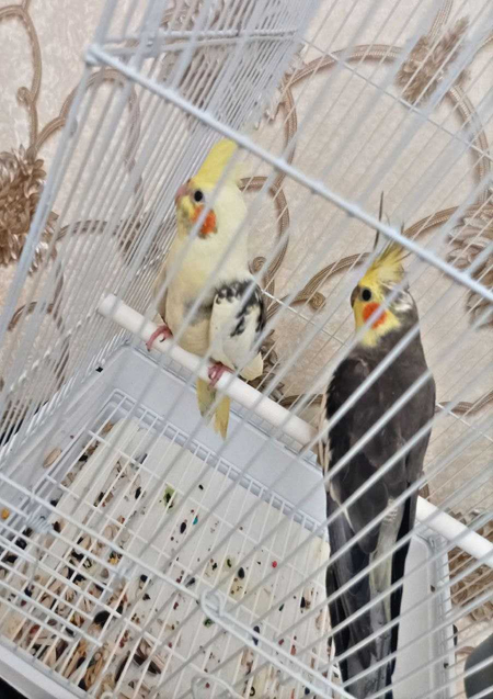 Korella para sotiladi!