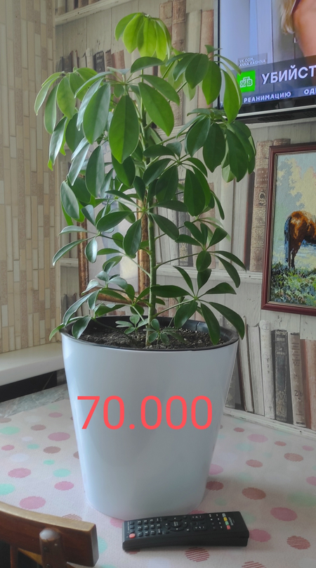 Продам свои комнатные цветы не дорого