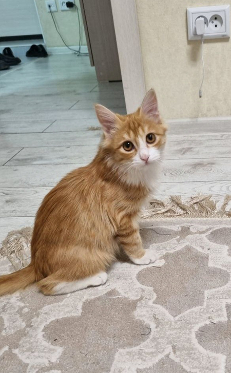 Норвежский лесной котёнок!