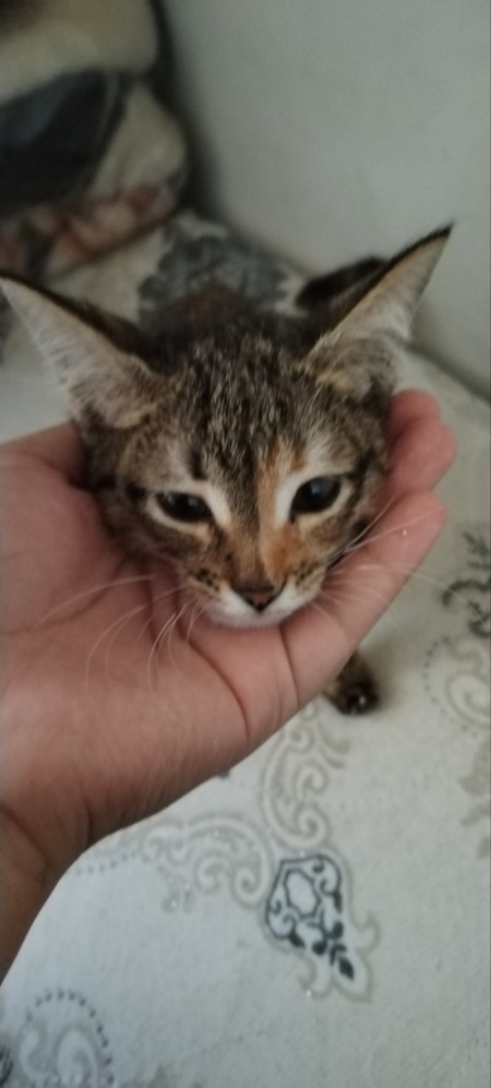 Отдам котенка в добрые руки