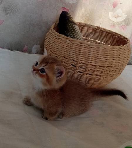 Манчкин. Мальчик золотого окраса