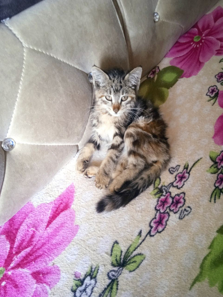 Животные кошки домашние котята