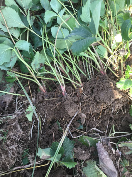 Kareyskiy Qulupnay kochatlari sotiladi. Optom va donaga