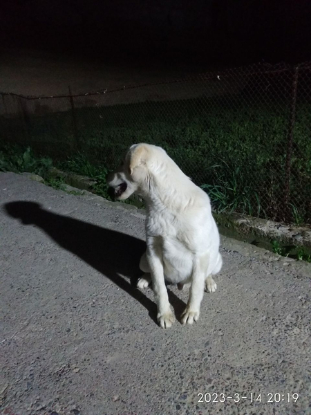 Собака Лабрадор .