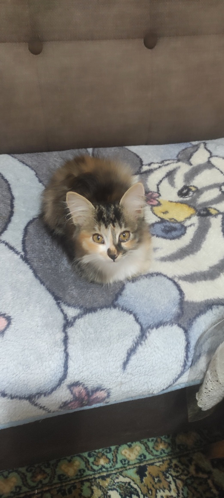 Срочно! Отдаю в добрые руки котенка.