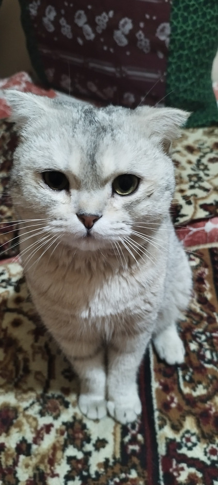 Вязка скоттиш фолд