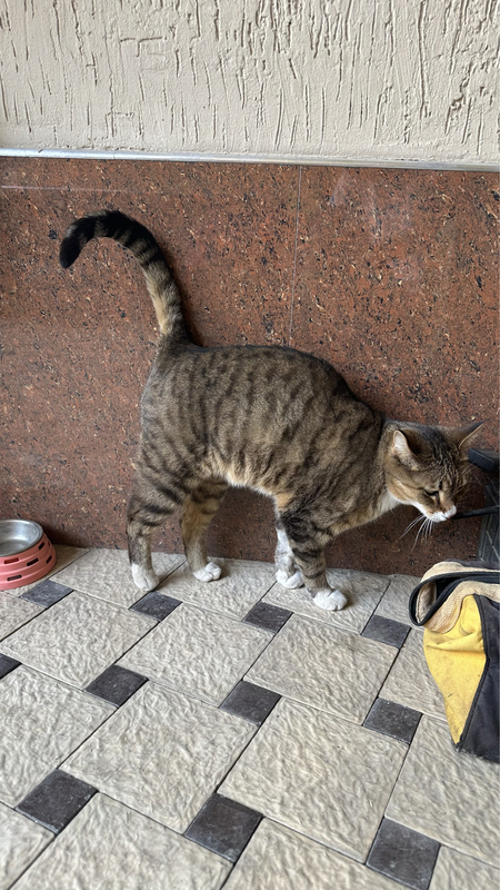 Кошка стерилизованная