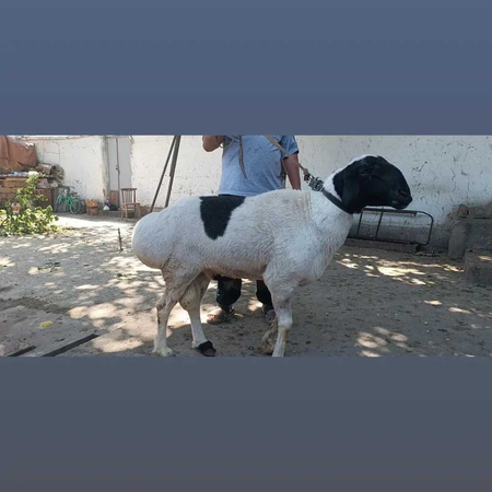Qóchqorla sotiladi
