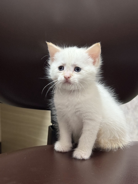 Котята в любящую семью