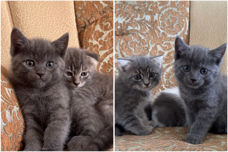 продаются котята