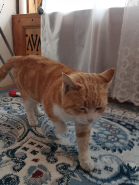 Mushuk кошка pwak
