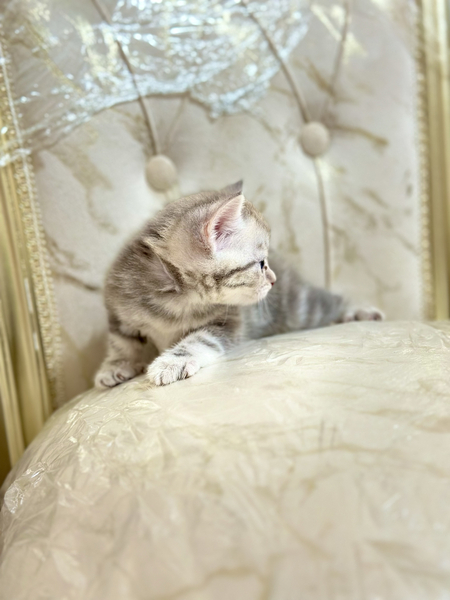 Scottish fold va straytlar go’zlalari
