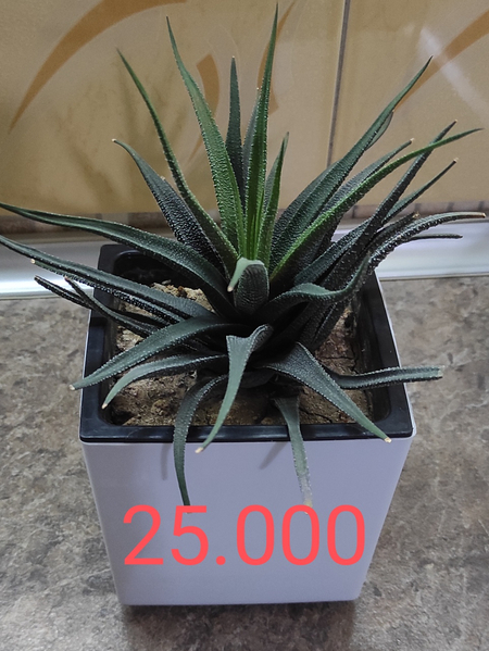 Комнатные растения,цены до 25.000