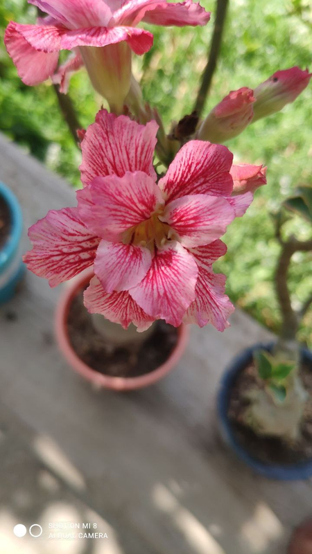 Adenium maxroviy
