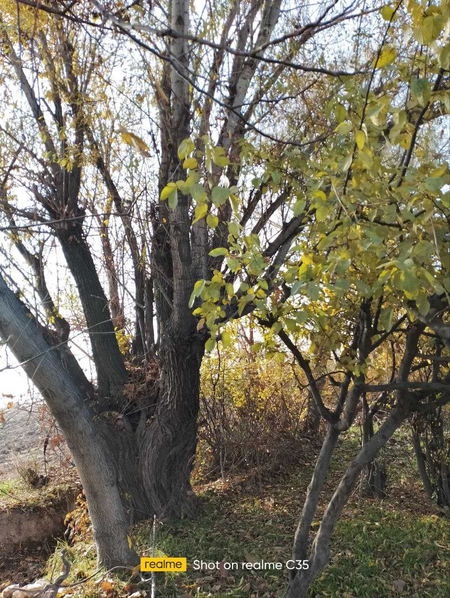 Срочно тол дарахтлари сотилади 22 йиллик. Ёнғоқ дарахтлар хам бор