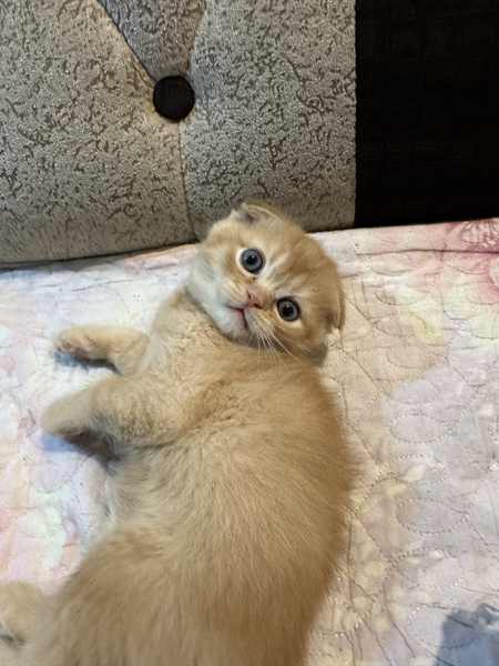 Шотланский веслоухий котенок
