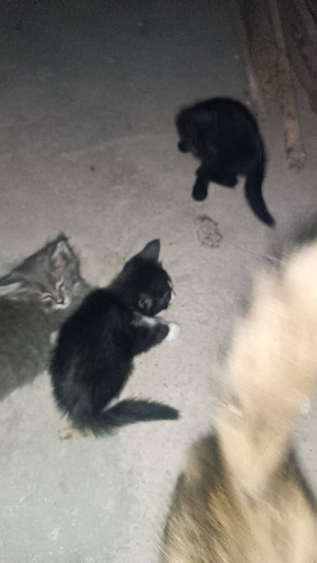 Mushuk 3 ta bolsi bor