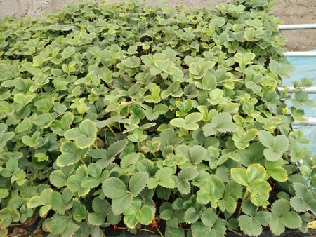 Qulupnay solhyang